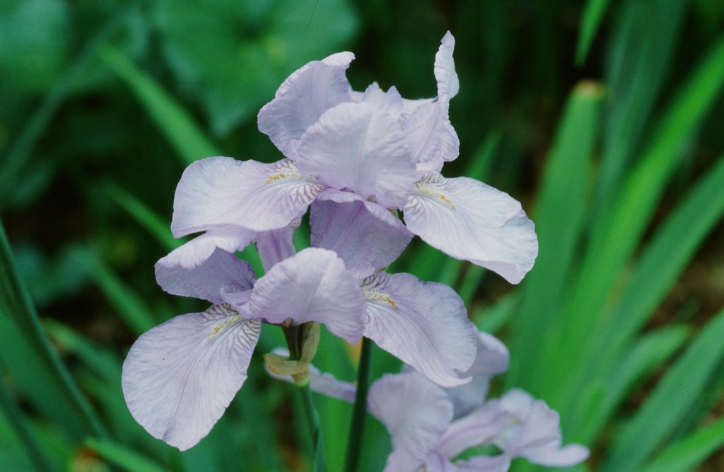 Iris ‘paltec’ – irispicturesdotnet